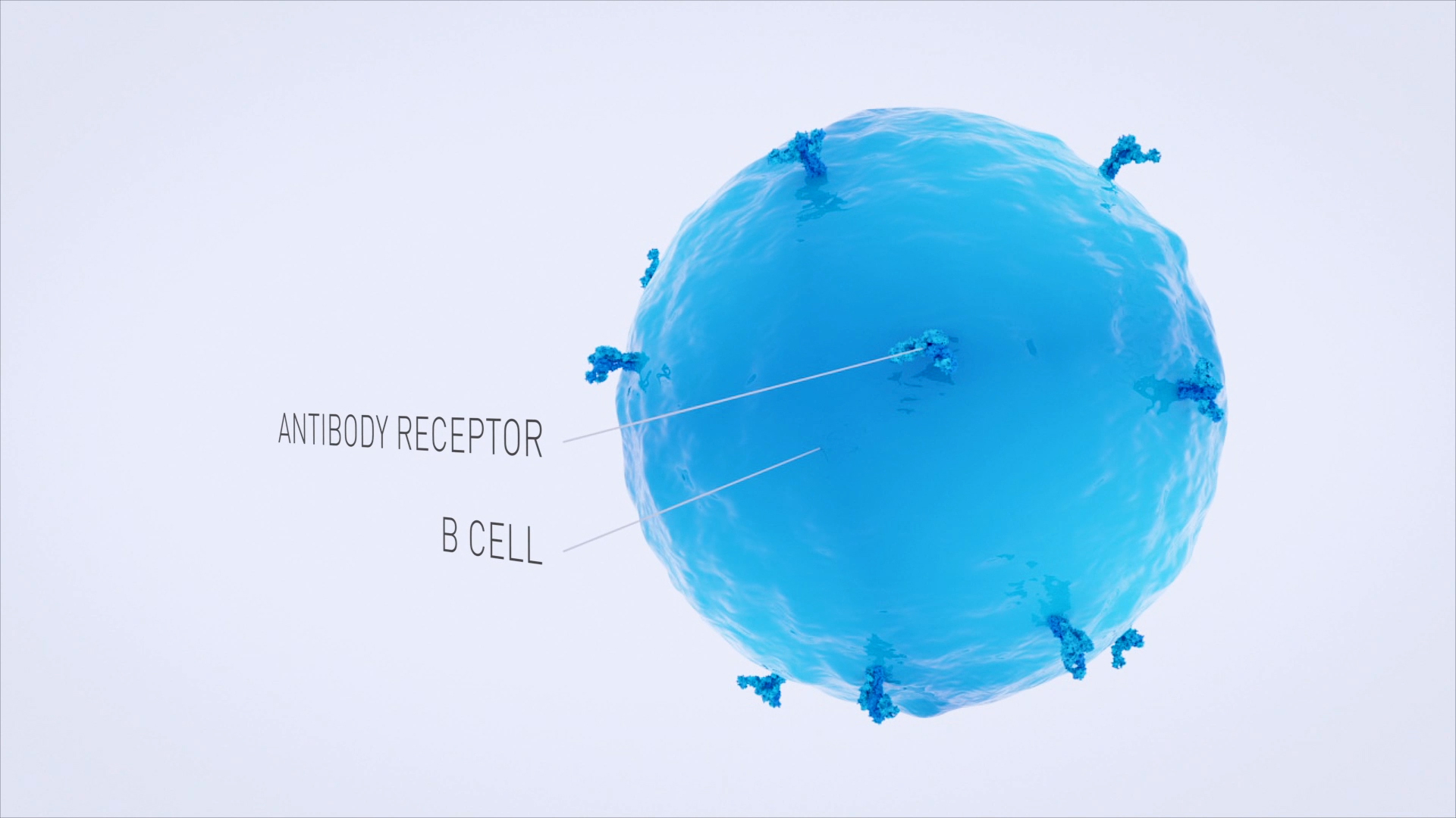 3D science animation - Antibodies and B cells