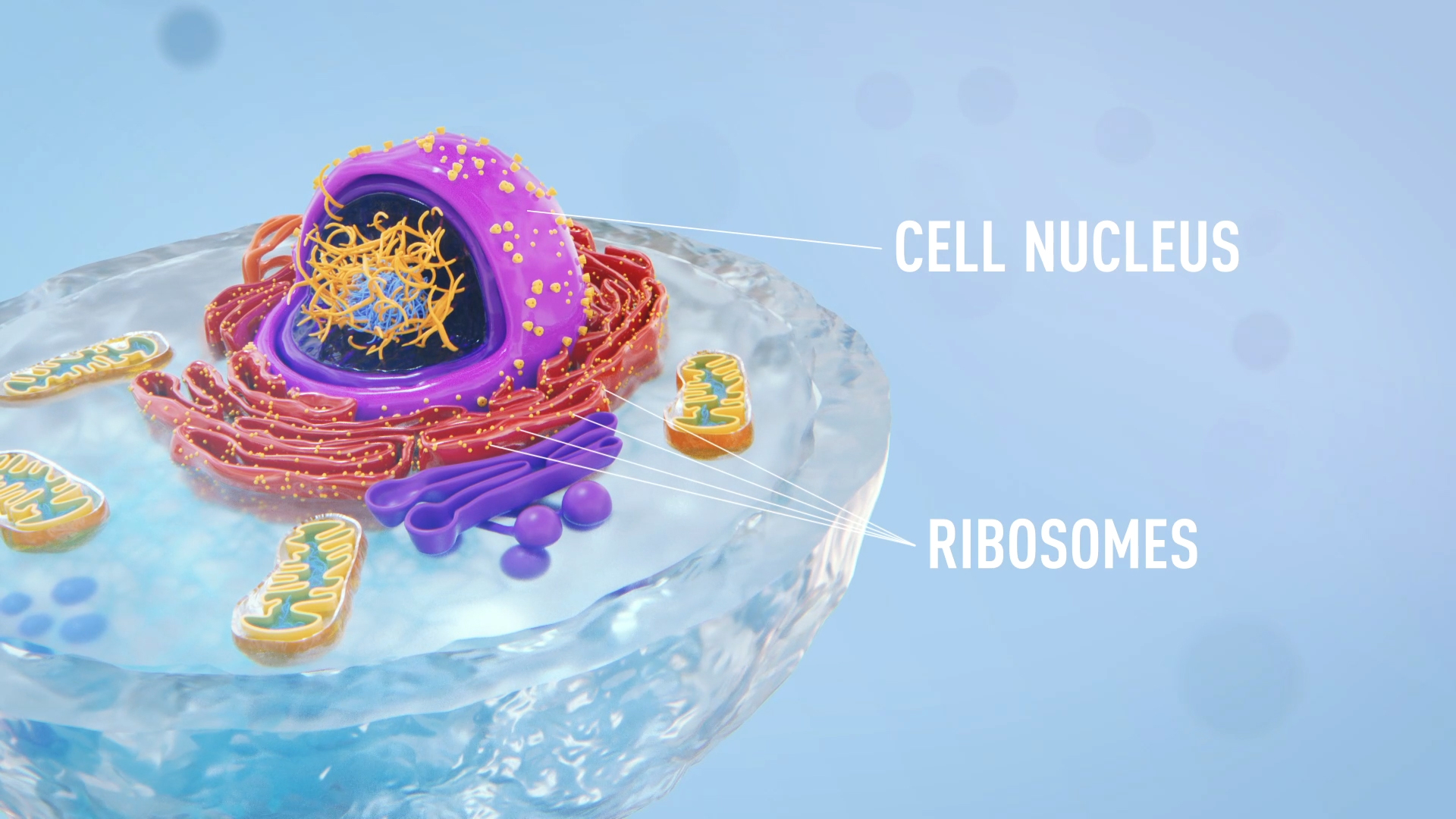 3D Science animation - RNA protein forming - science & animation