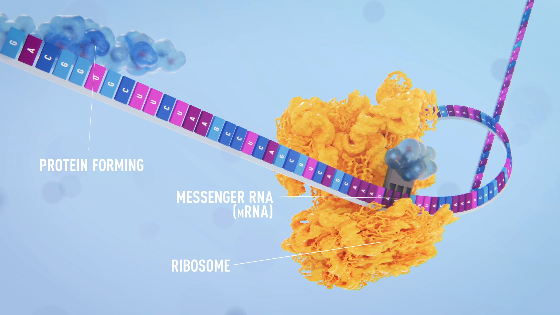 3D Science animation - RNA protein forming - science & animation