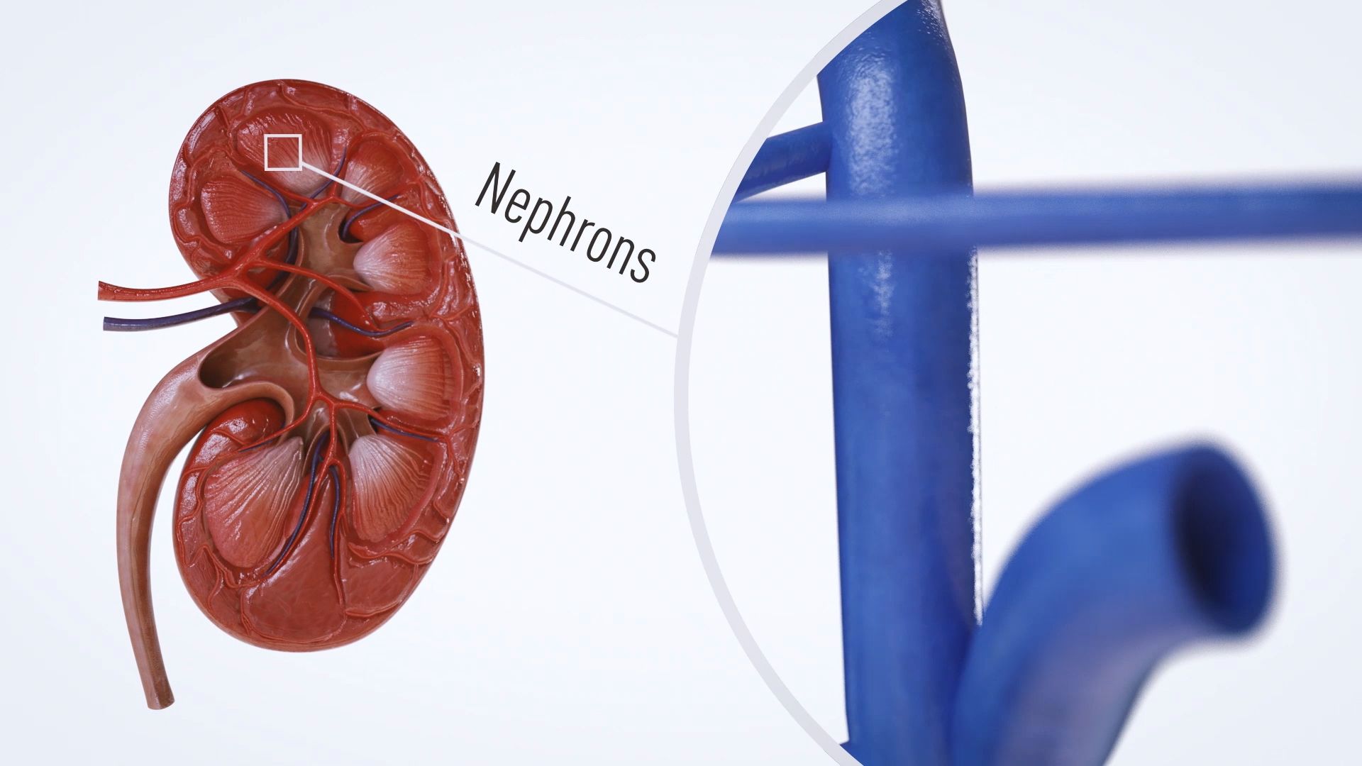 3D Science animation - The functions of nephrons in the Kidney ...