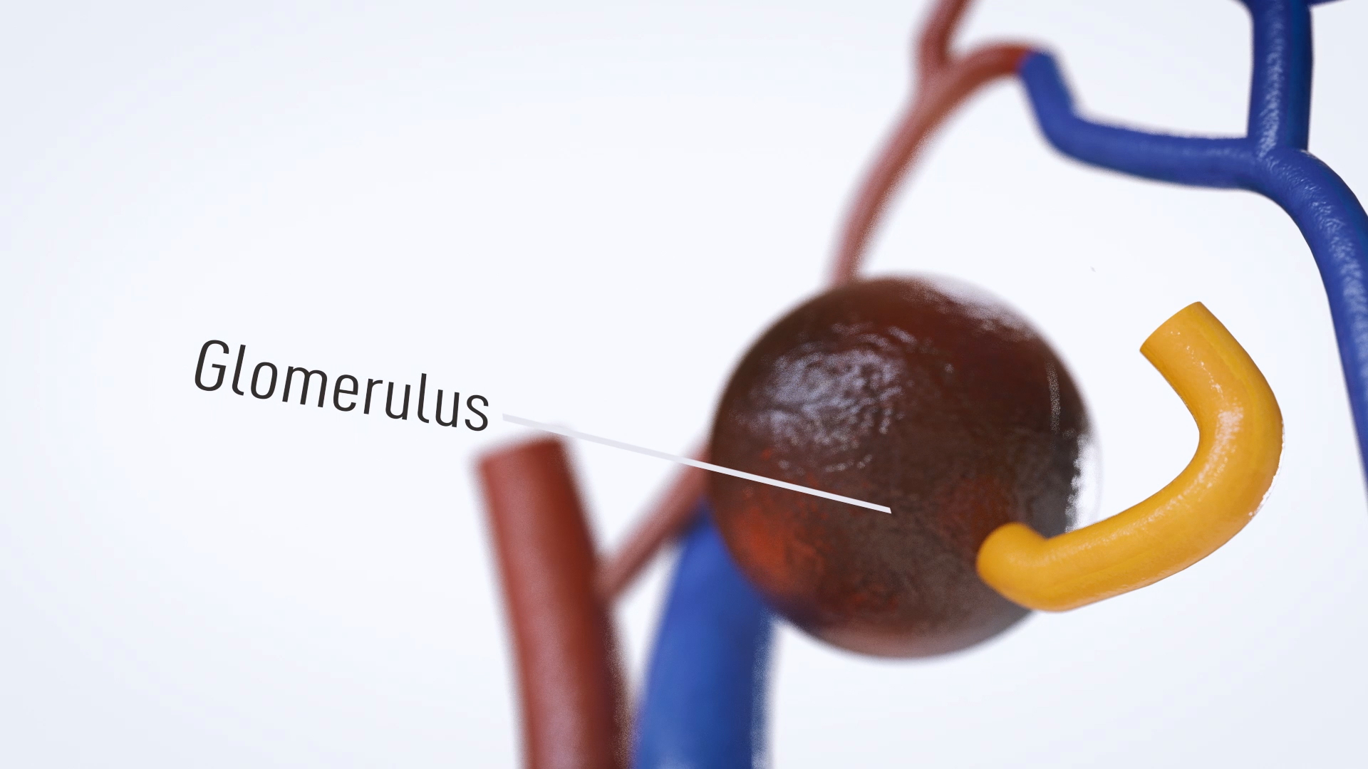 3D Science animation - The functions of nephrons in the Kidney ...