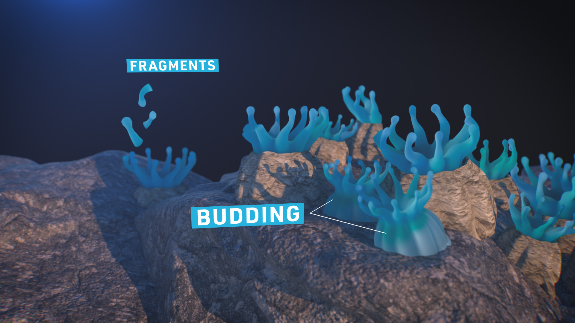 3D science animation - Coral